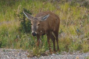 The South Andean Deer - Deer and Forests