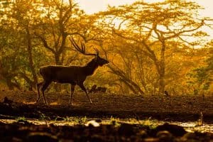 The Rusa Deer - Deer and Forests